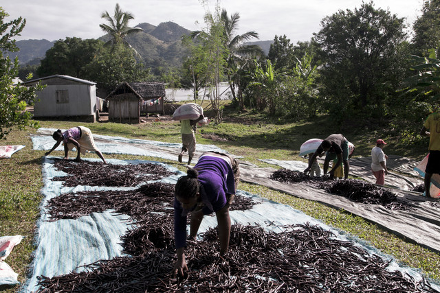 Madagascar’s vanilla industry has become a magnet for corruption, money ...