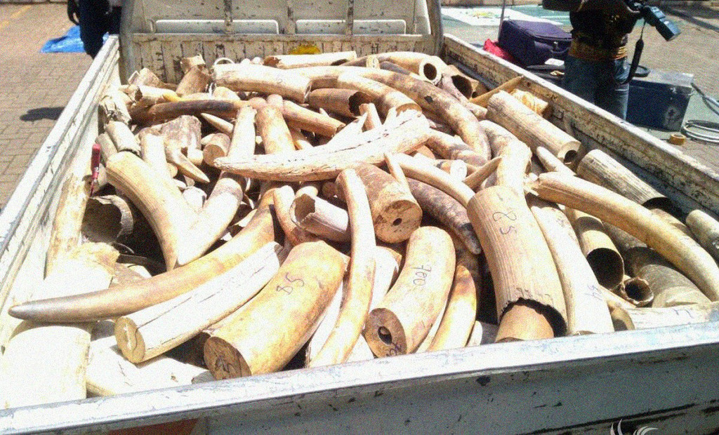 The long road to prosecuting Moazu Kromah and his wildlife-trafficking ...
